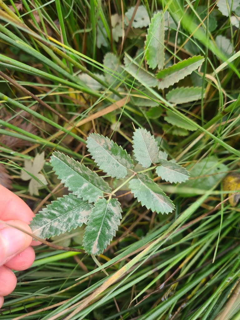 Great burnet from Tarvin, Chester CH3 8HH, UK on October 30, 2023 at 10 ...