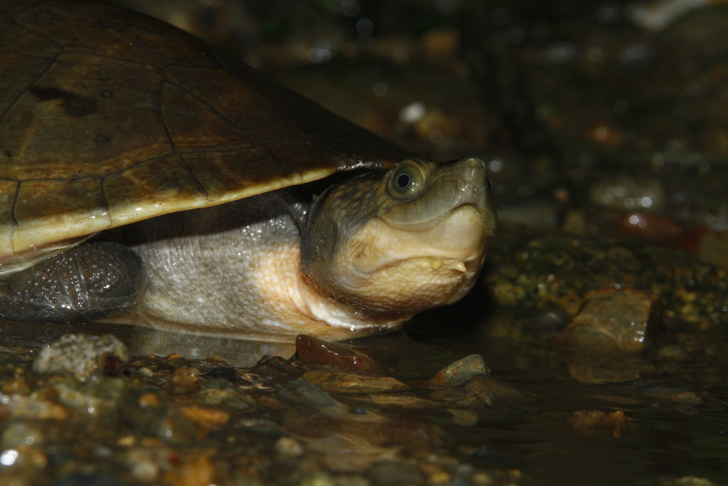 Western New Guinea Snapping Turtle from Kabupaten Tambrauw, Papua Bar ...