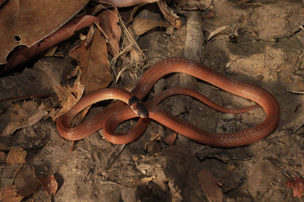 Black-headed Snake from Gral. José Ballivián, Bolivia on September 27 ...