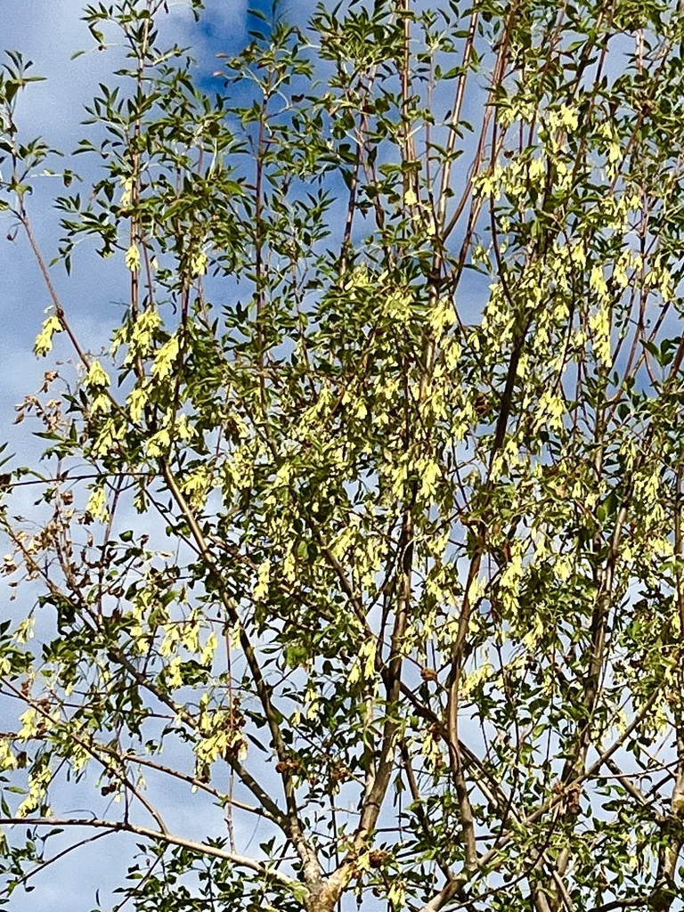 California Ash from Los Compadres, Palm Springs, CA, US on October 26 ...