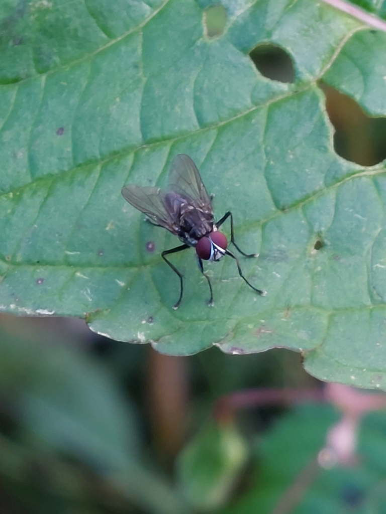 Muscoid Flies from Duntahane, Co. Cork, Ireland on October 30, 2023 at ...