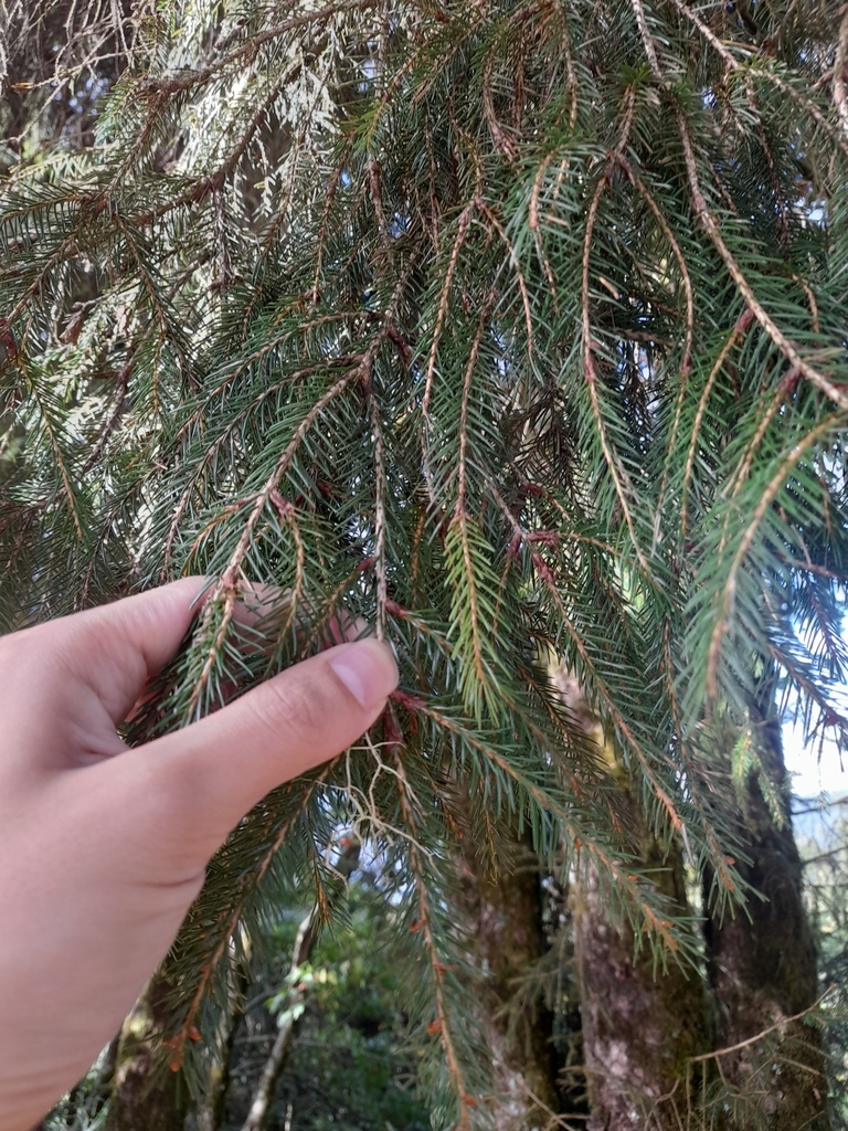 dragon spruce in October 2023 by 曾以信 · iNaturalist