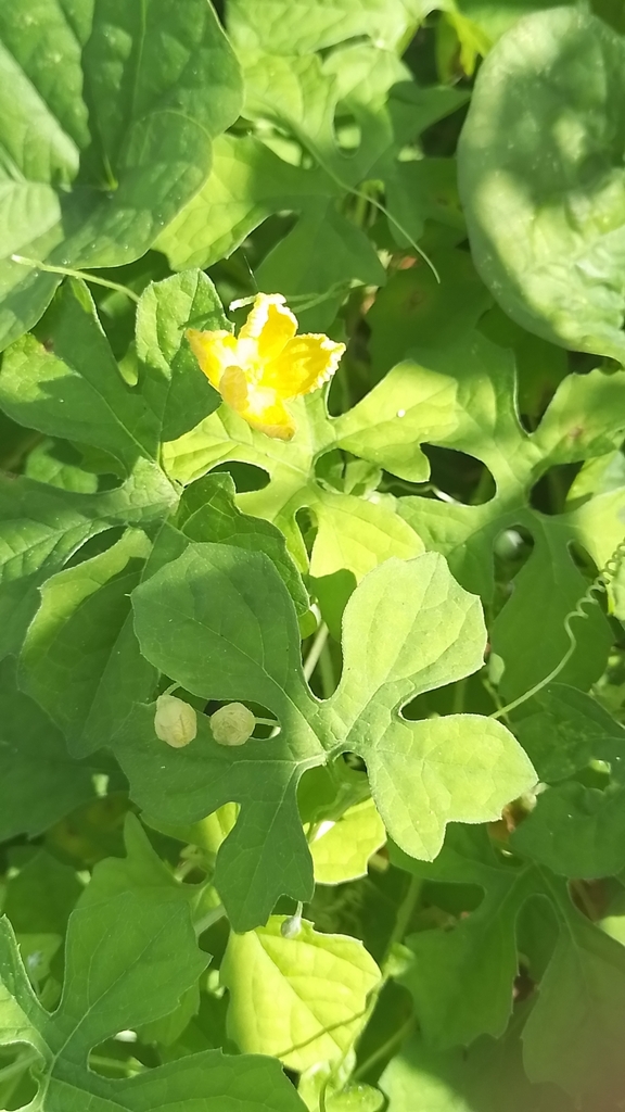 Bitter Melon from West Bay, Cayman Islands on October 30, 2023 at 10:26 ...
