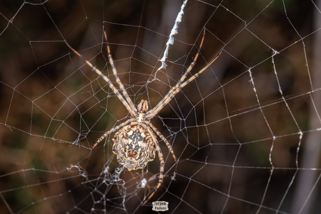 Lobed Argiope from יער בן שמן on October 29, 2023 at 02:59 PM by adir ...