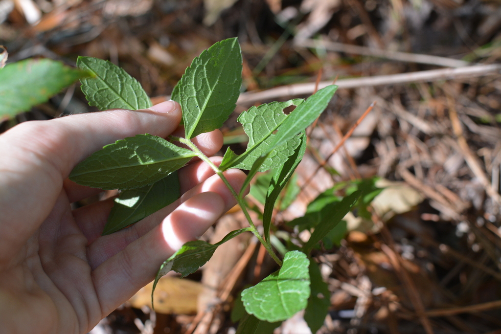 roughleaf goldenrod from Williamsburg County, SC, USA on October 29 ...