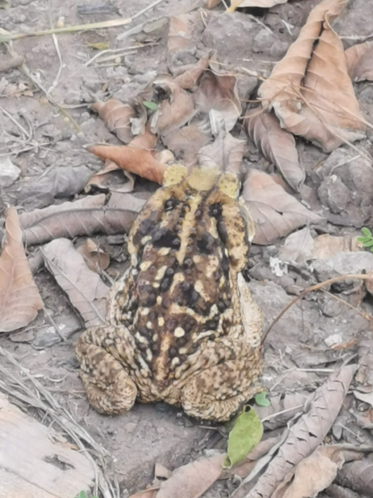 Giant Toad from Mexico on September 13, 2023 by Denichie Oliden Garza ...