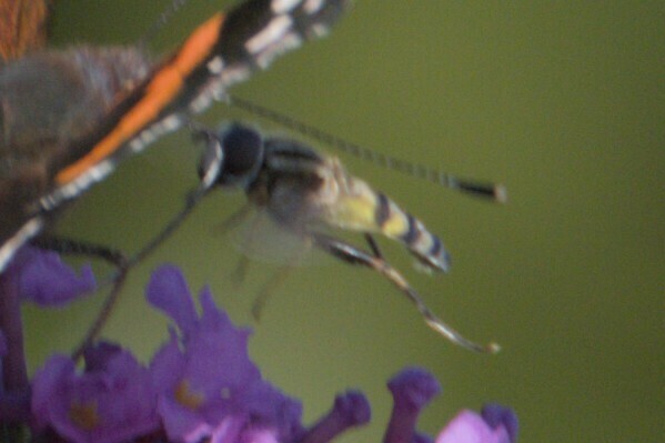 Trivittate Marsh Fly from Seine-Maritime, Haute-Normandie, France on ...