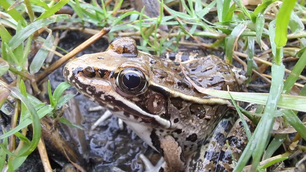 Transverse Volcanic Leopard Frog from 45743 Jal., México on August 20 ...