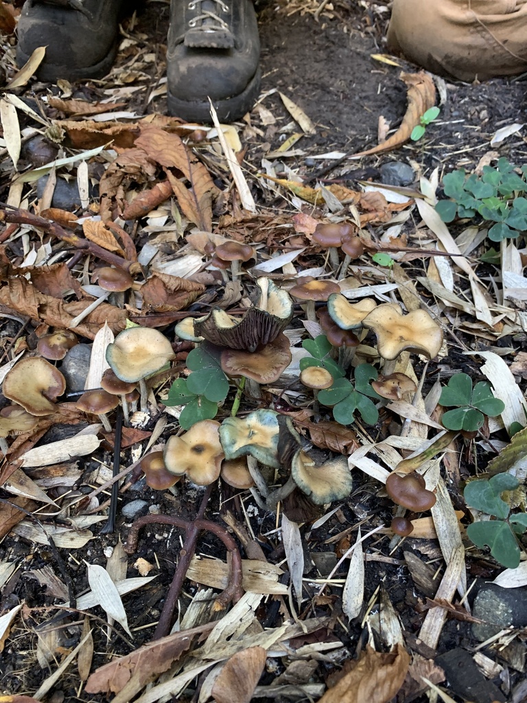 Wavy Cap in October 2023 by Anna Nguyen · iNaturalist