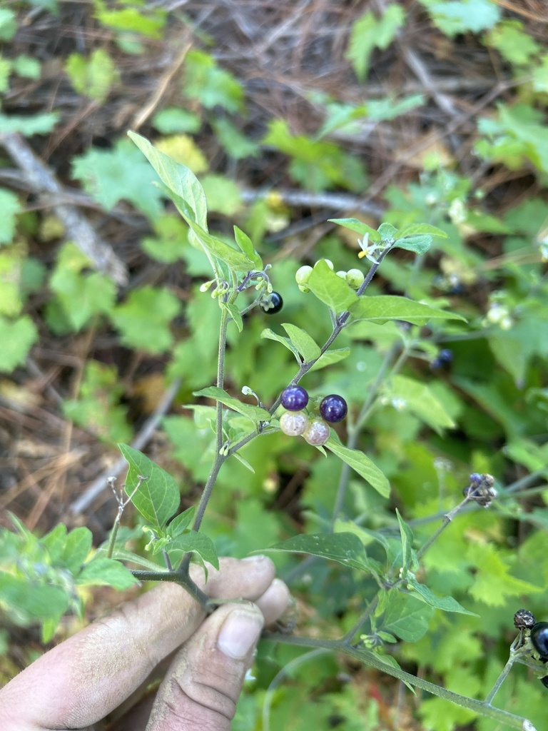 American black nightshade from Willis Still Rd, Chula, GA, US on ...