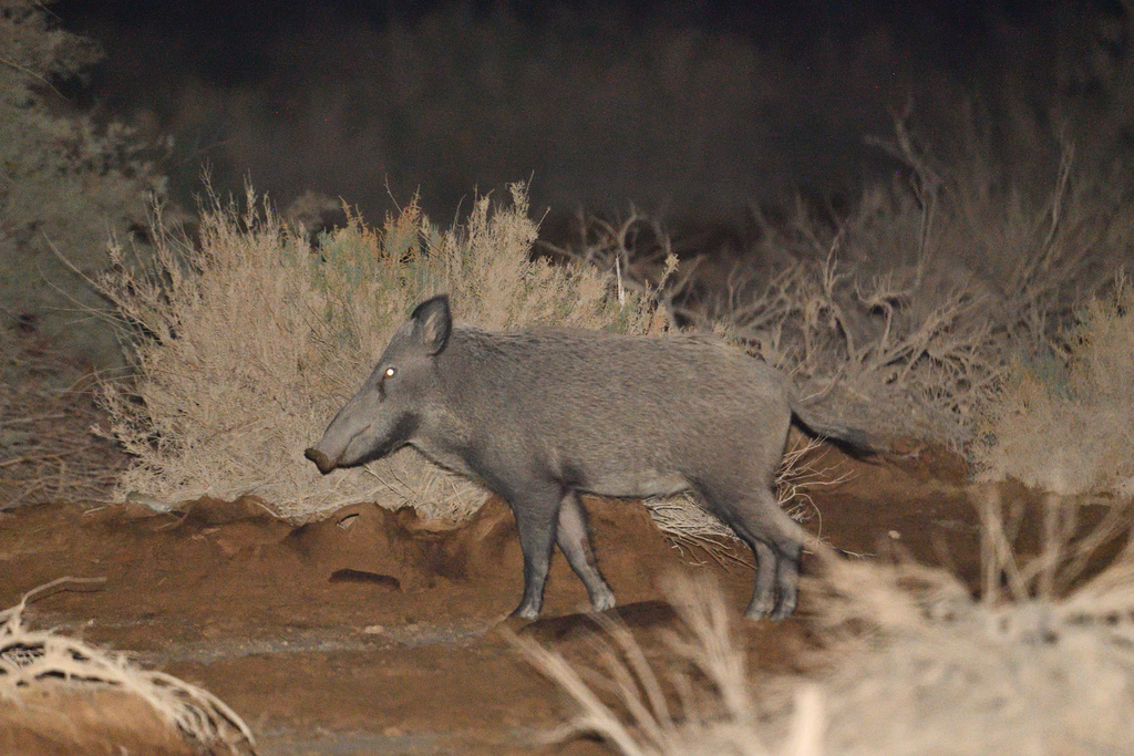 Wild Boar from Be'er Sheva, Israel on October 06, 2023 at 07:49 PM by ...