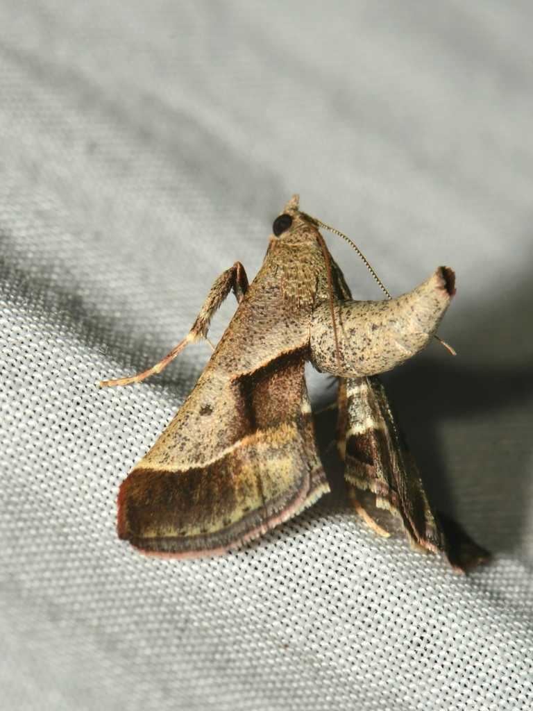 Wattle Gall Moth from Woods Bushland Reserve, Tuerong VIC 3915 ...