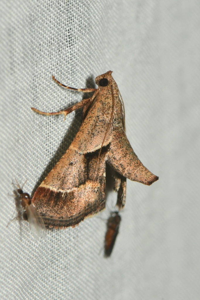 Wattle Gall Moth from Woods Bushland Reserve, Tuerong VIC 3915 ...