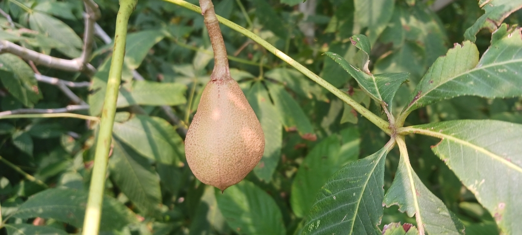 Red Buckeye from Louisville, KY 40291, USA on July 16, 2023 at 02:54 PM ...