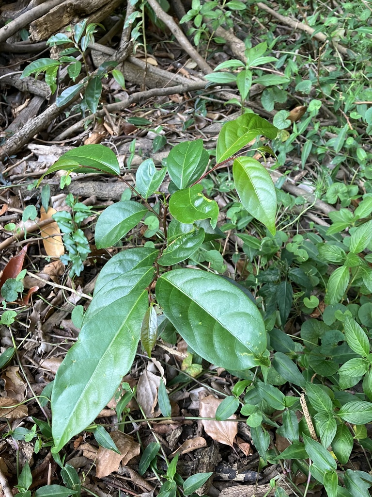 Cheese Tree from Hill St, Woombye, QLD, AU on October 30, 2023 at 04:48 ...