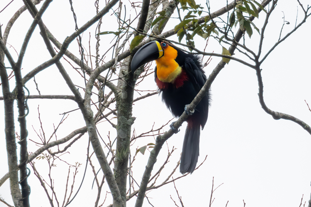Ariel Toucan in October 2023 by Gustavo Dallaqua · iNaturalist