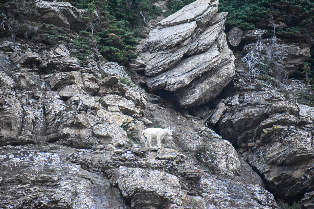Mountain Goat from Glacier National Park, Flathead County, US-MT, US on ...