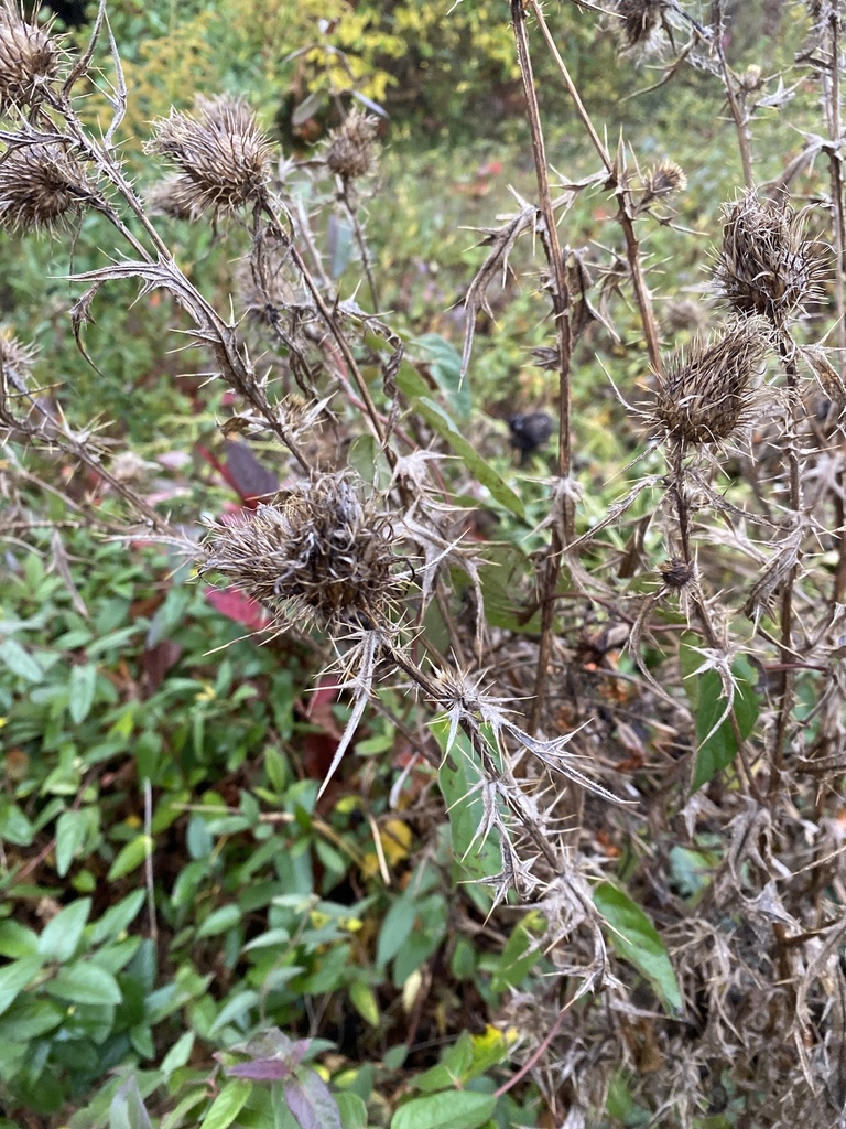 Bull Thistle from Webster Groves Ln, Knoxville, TN, US on October 30 ...