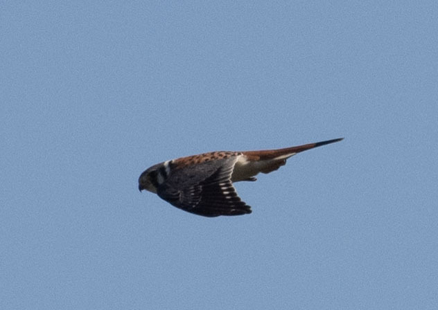 American Kestrel from Miami-Dade County, FL, USA on October 18, 2023 at ...
