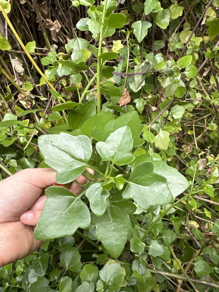 creeping groundsel from Tasmania, Carlton River, TAS, AU on October 30 ...