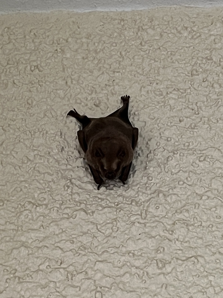 Pallas's Long-tongued Bat from Puerto Rico, Humacao, Puerto Rico, US on ...