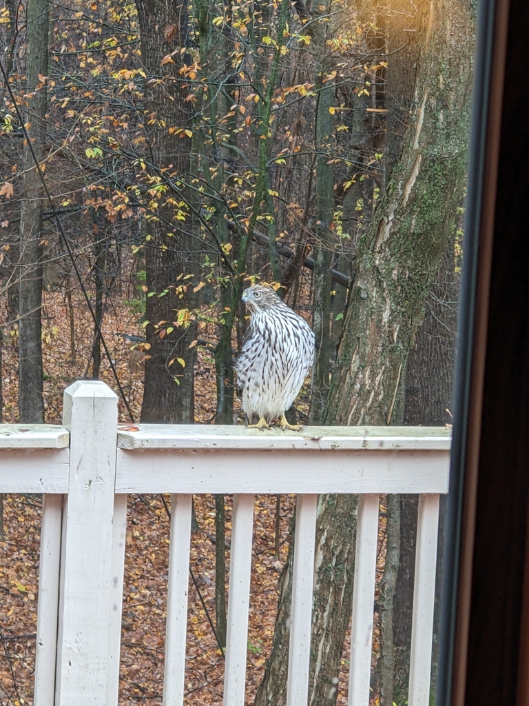 Cooper's Hawk from Munson Township, OH, USA on October 30, 2023 at 03: ...