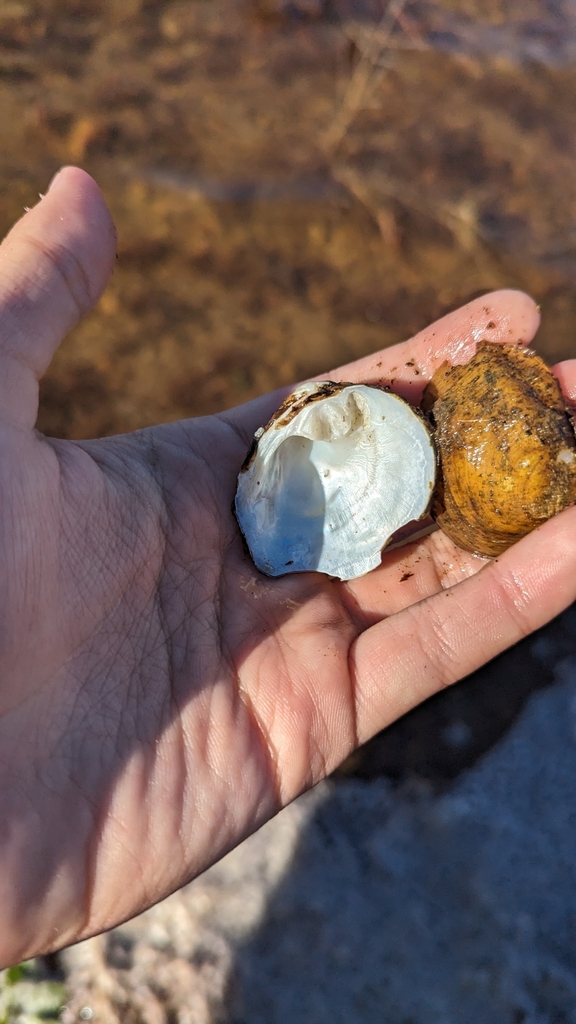 Three-horn Wartyback from Fairview Township, MO, USA on October 30 ...