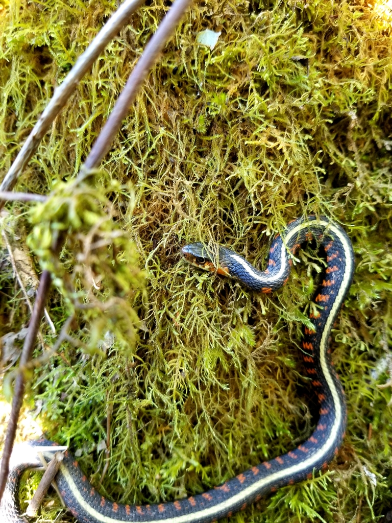 Red-spotted Garter Snake from Multnomah County, OR, USA on October 30 ...