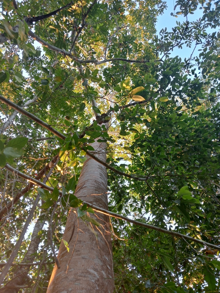 plants from Innisfail QLD 4860, Australia on October 26, 2023 at 05:49 ...