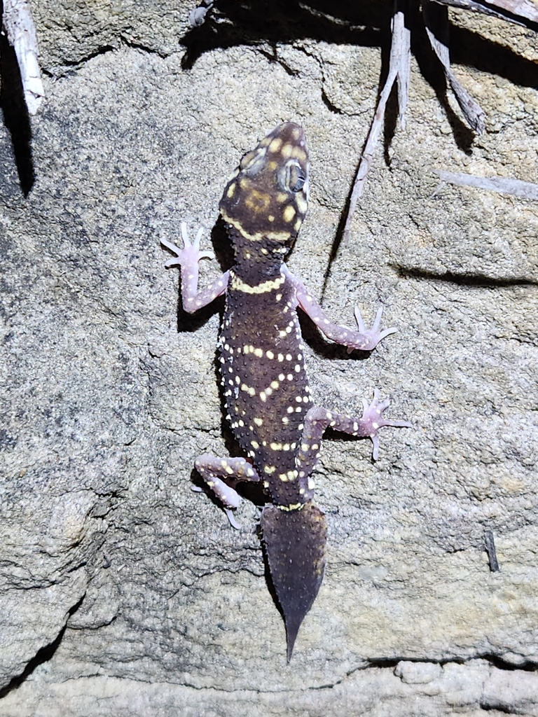Thick-tailed Barking Gecko in October 2023 by Jono Dashper · iNaturalist