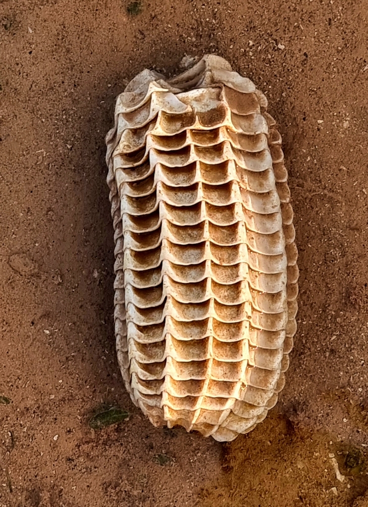 Australian Trumpet from Port Hedland, WA, Australia on October 31, 2023 ...