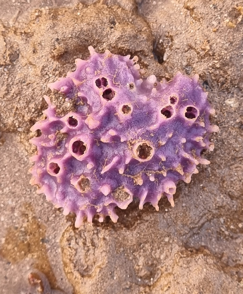 Sponges from Port Hedland, WA, Australia on October 31, 2023 at 05:37 ...