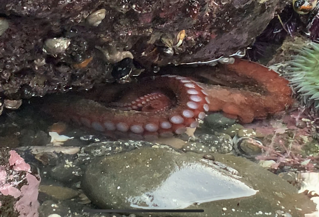 Giant Pacific Octopus from North Pacific Ocean, CA, US on October 30 ...