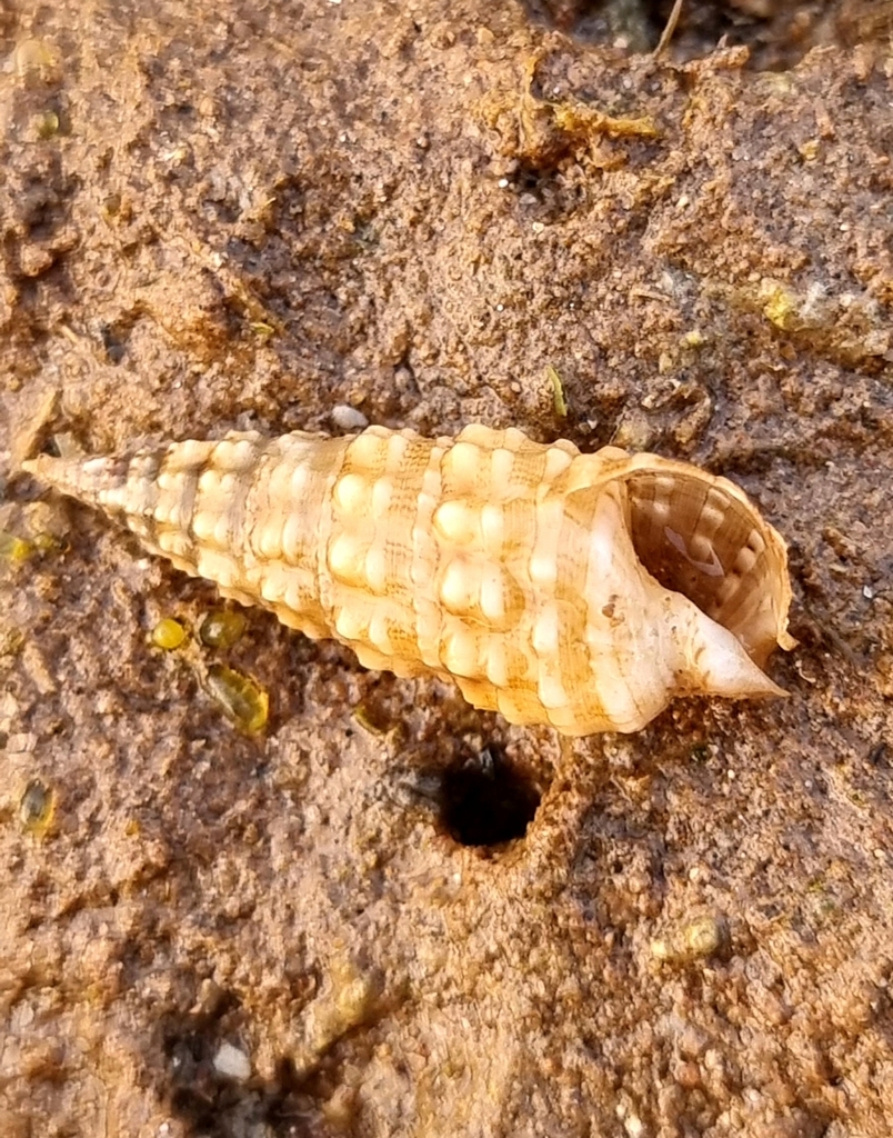 Rhinoclavis bituberculata from Port Hedland, WA, Australia on October 31, 2023 at 05:40 AM by ...