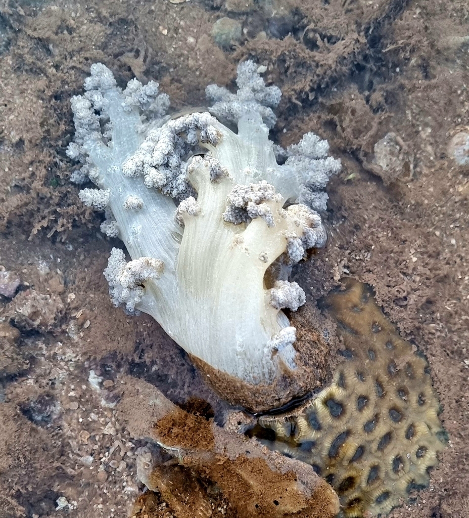 Nephtheidae from Port Hedland, WA, Australia on October 31, 2023 at 05: ...