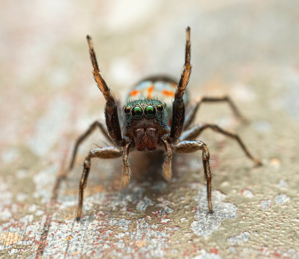 Siler collingwoodi in October 2023 by Caius Cheung · iNaturalist