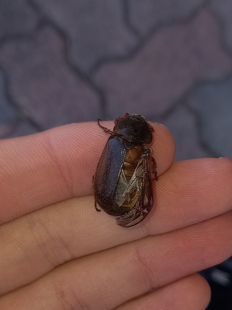 June Beetles from Lawnton QLD 4501, Australia on October 31, 2023 at 07 ...