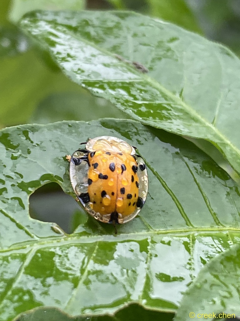 Asian Spotted Tortoise Beetle from 臺灣島, 礁溪鄉, ILA, TW on October 31 ...