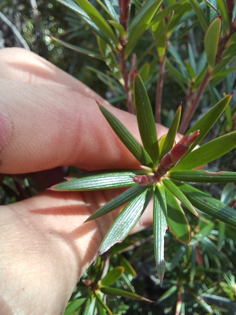 Cheeseberry in October 2023 by Kjell Knable · iNaturalist