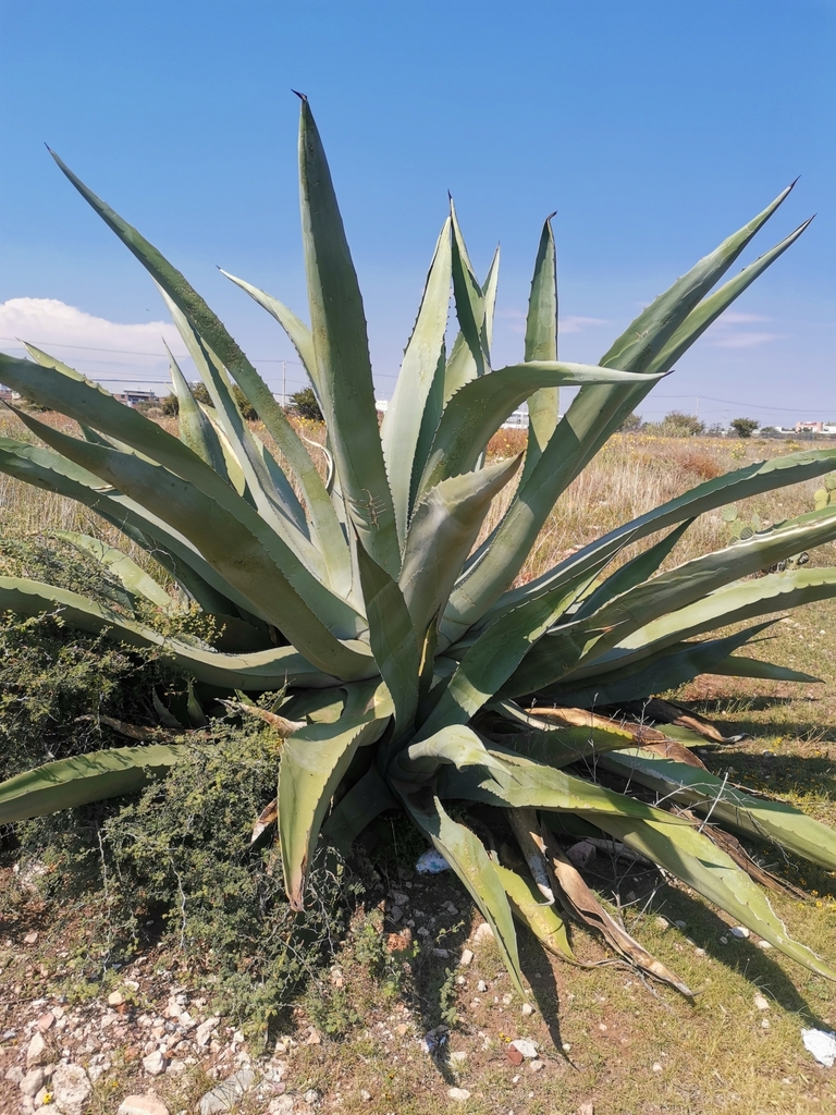 Pulque agave from Parque Industrial, Solidaridad, 99056 Fresnillo, Zac ...