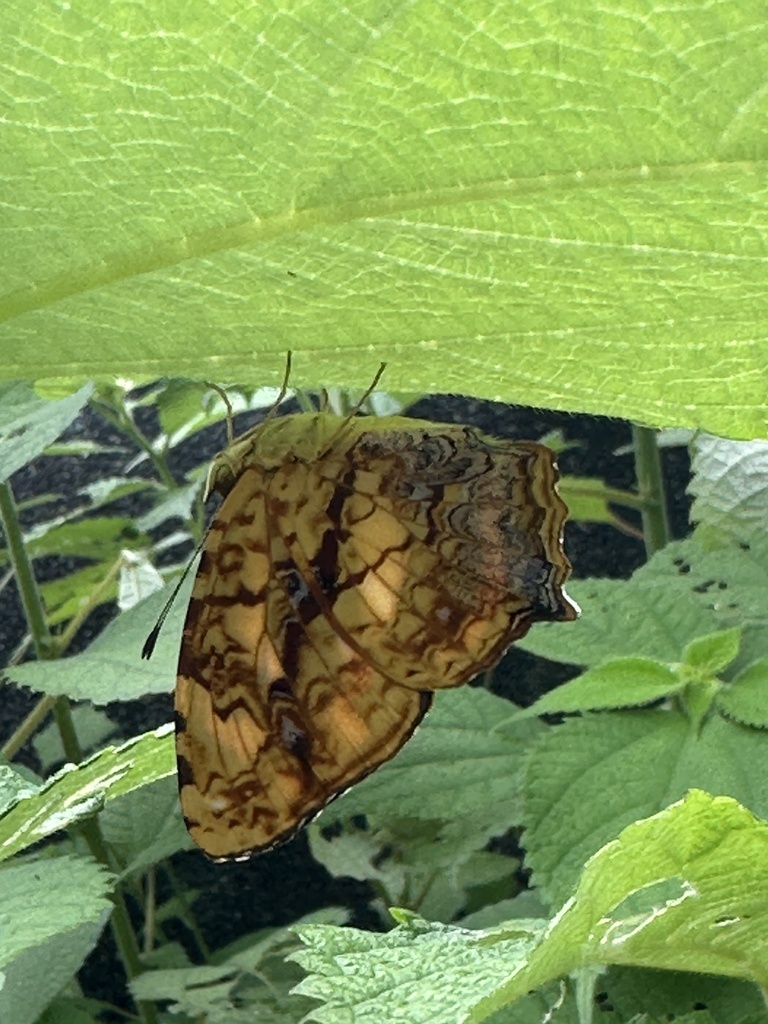 Common Jester from 臺灣島, 文山區, TPE, TW on October 31, 2023 at 11:26 AM by ...
