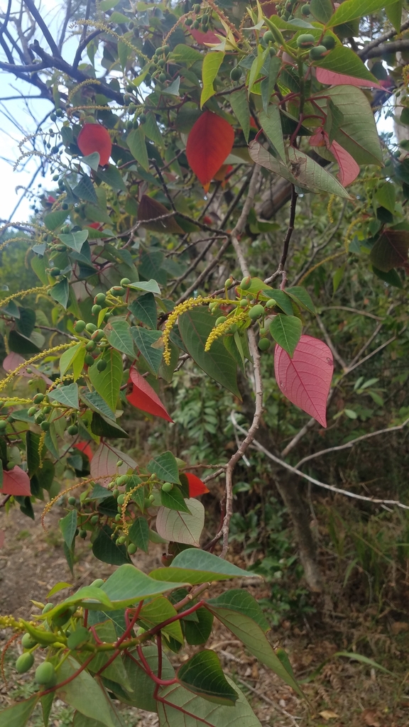 Bleeding Heart from Johns River NSW 2443, Australia on October 31, 2023 ...
