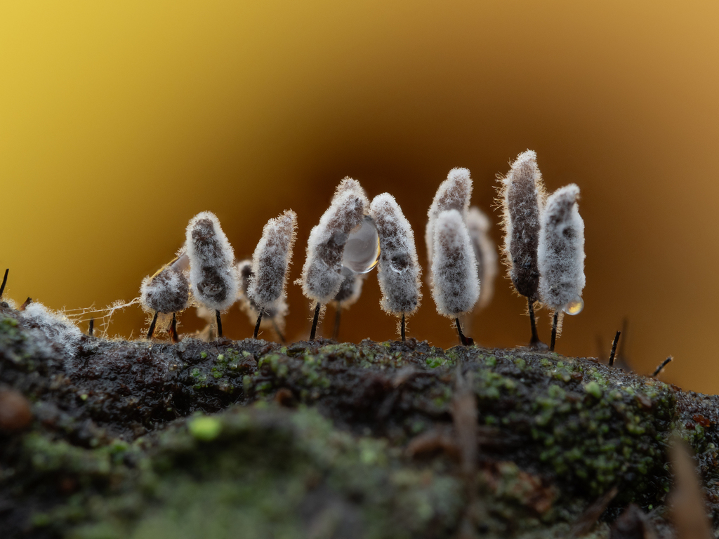 Arcyria from Muskego, WI, USA on October 27, 2023 at 04:11 PM by Gokey ...