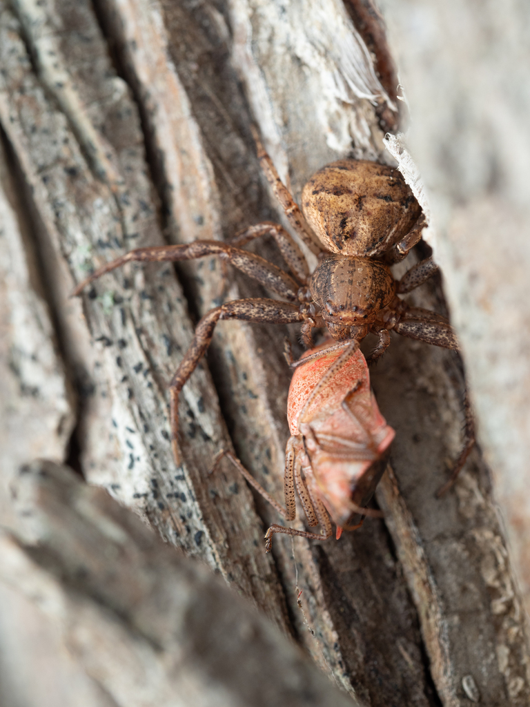 Ground Crab Spiders from Muskego, WI, USA on October 27, 2023 at 03:39 ...