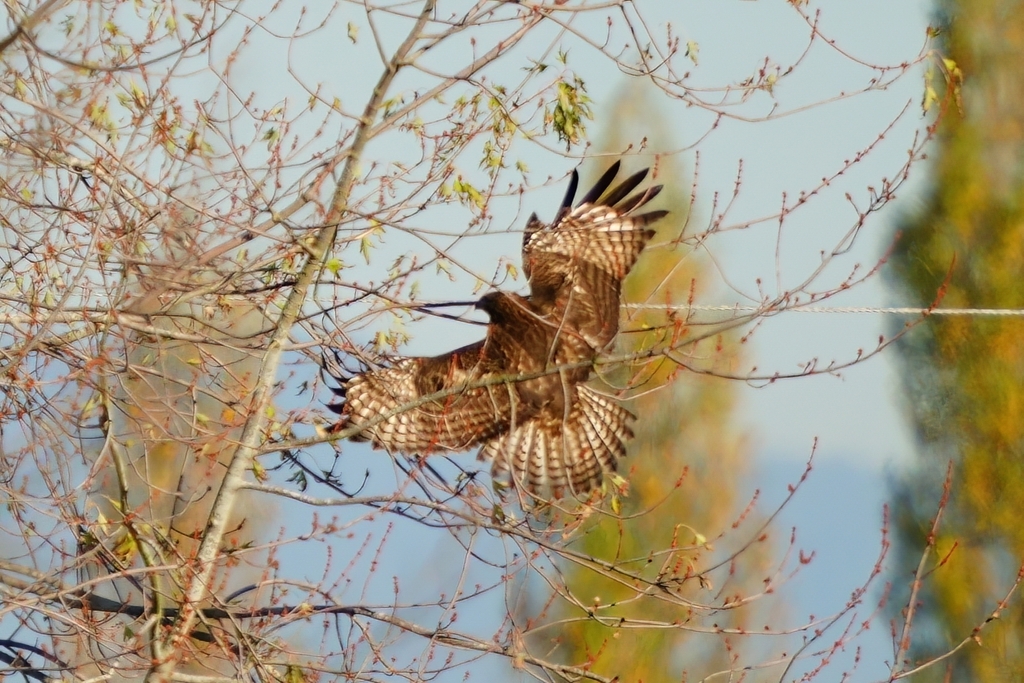 Red-tailed Hawk from Delta, BC, Canada on October 30, 2023 at 10:44 AM ...