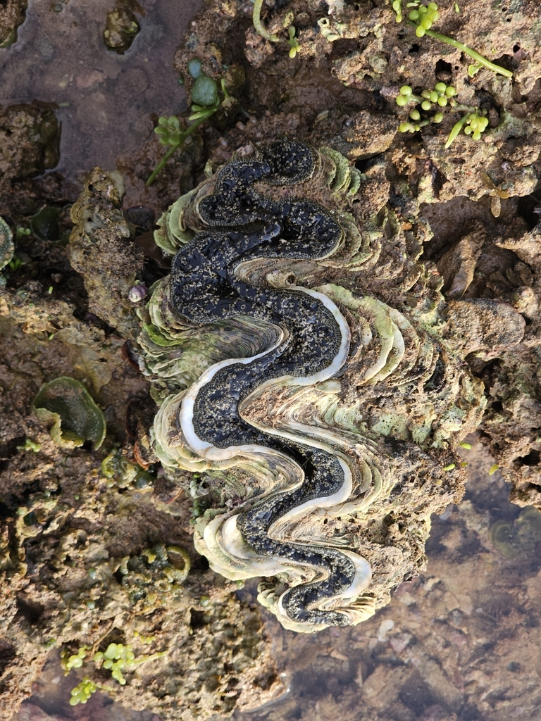 Noah's Giant Clam from Port Hedland, WA, Australia on October 31, 2023 ...