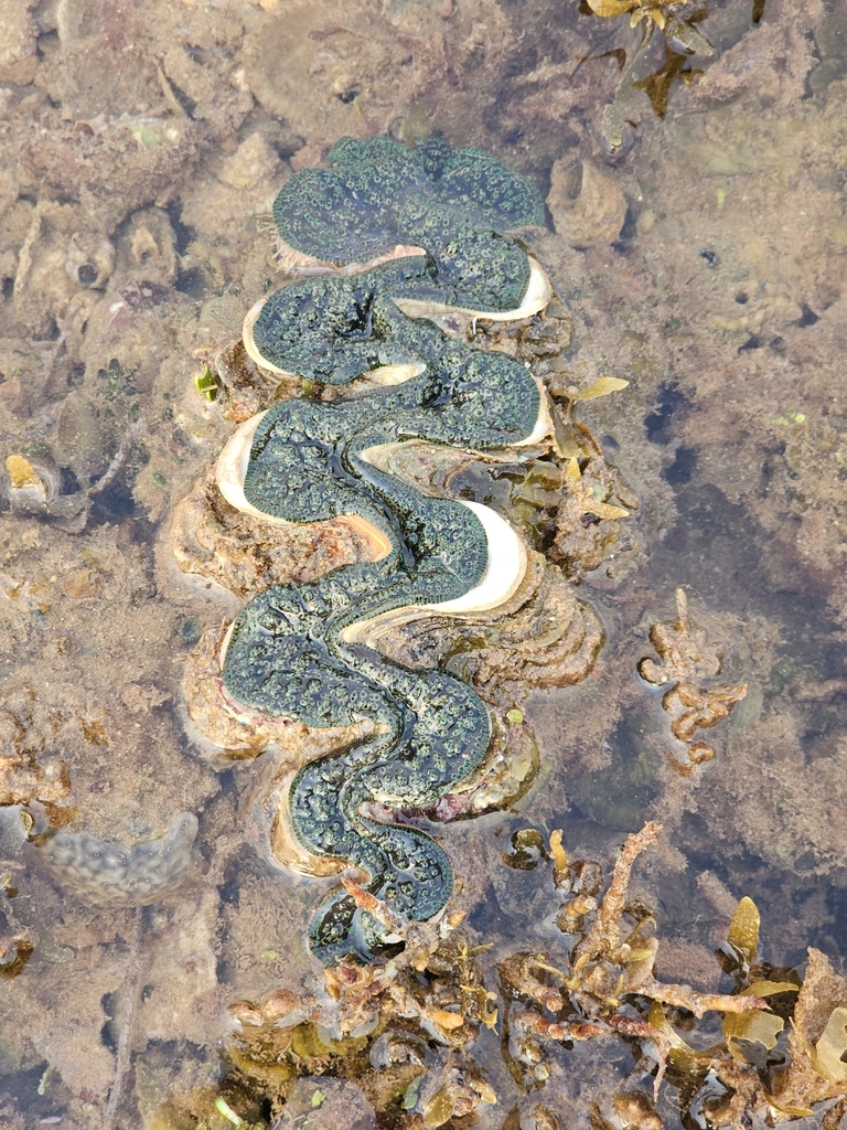 Noah's Giant Clam from Port Hedland, WA, Australia on October 31, 2023 ...