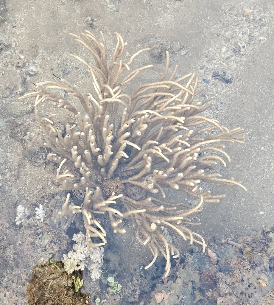 Octocorals from Port Hedland, WA, Australia on October 31, 2023 at 05: ...