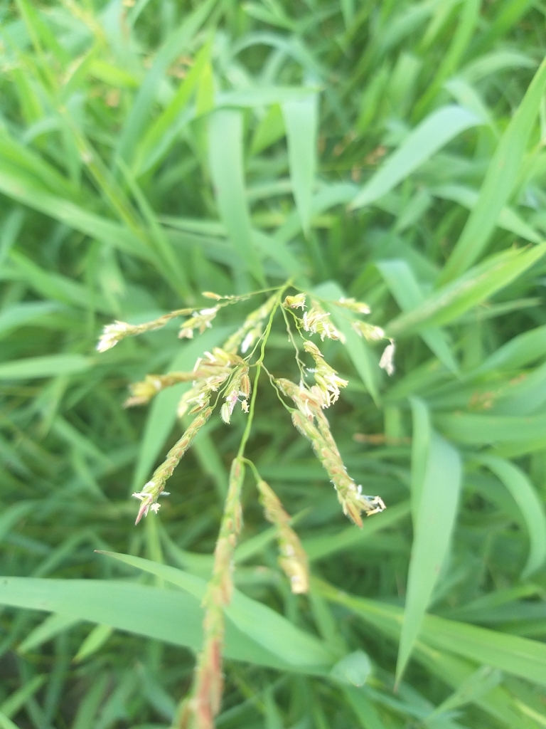 Native rice grass from Nkhotakota, Malawi on October 31, 2023 at 09:51 ...