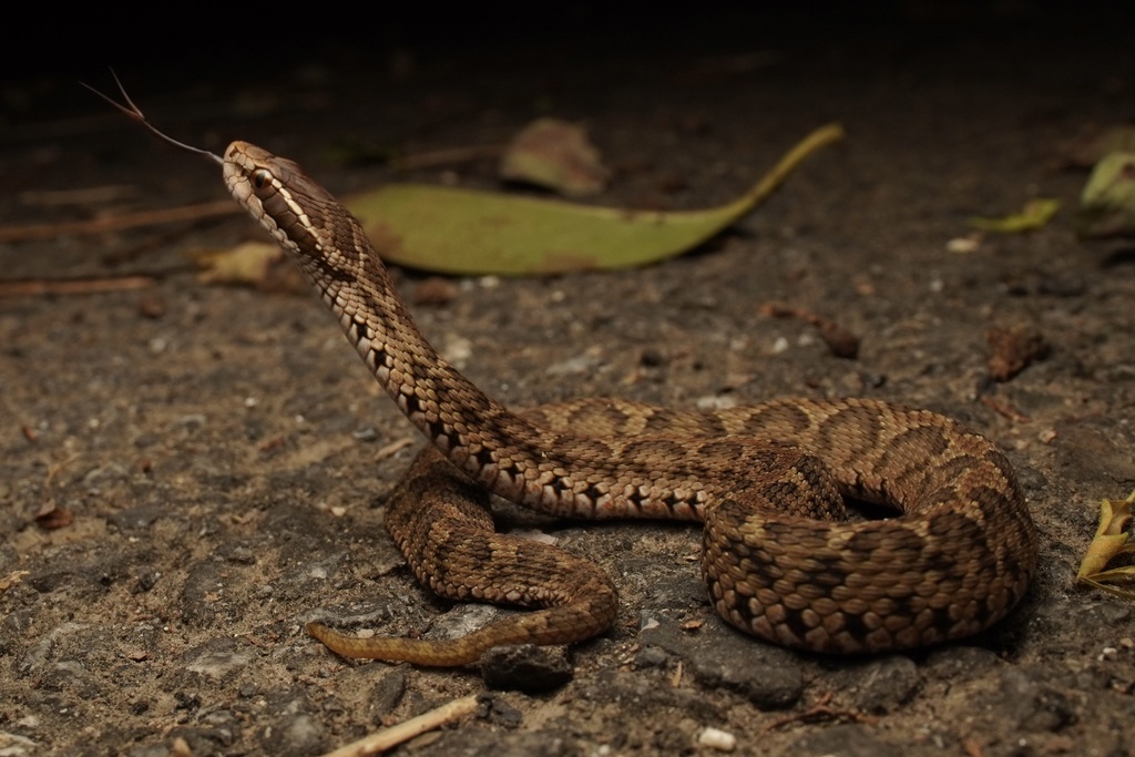 Short-tailed Mamushi from Jiangsu, CN on October 24, 2023 at 06:46 PM ...